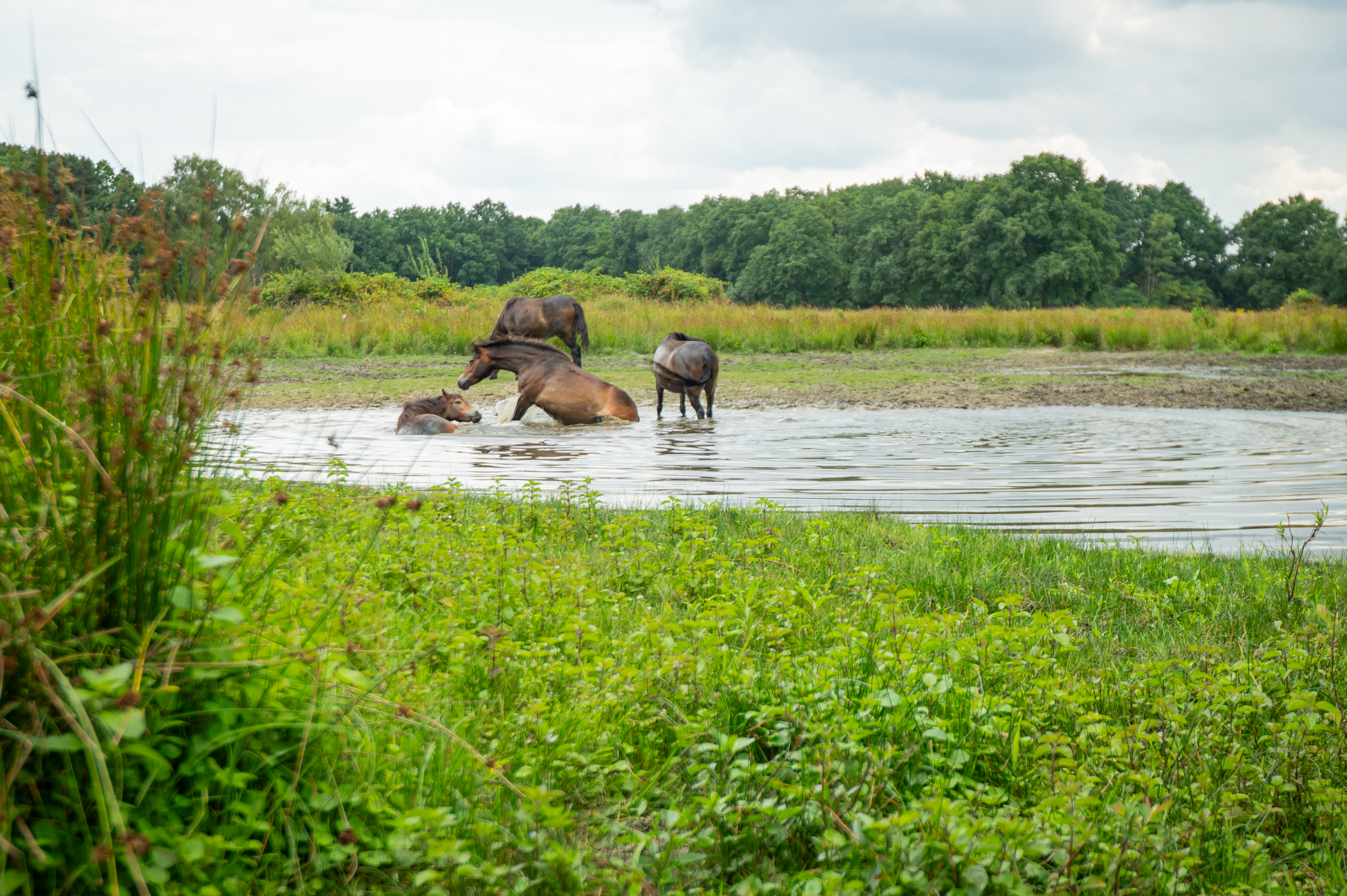 KempenBroek groeit: grenzen vervagen, natuur herleeft | ARK Rewilding ...