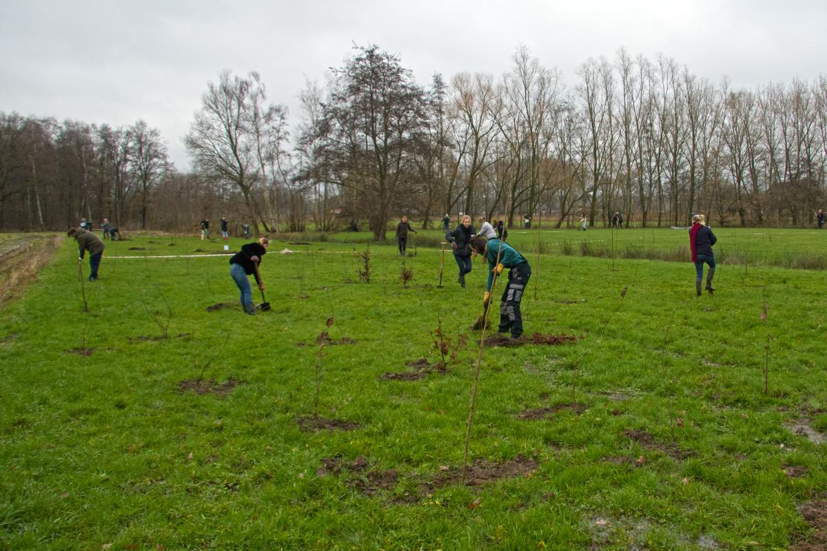 Tienmiljoenste boom van Trees for All in Het Groene Woud | ARK ...