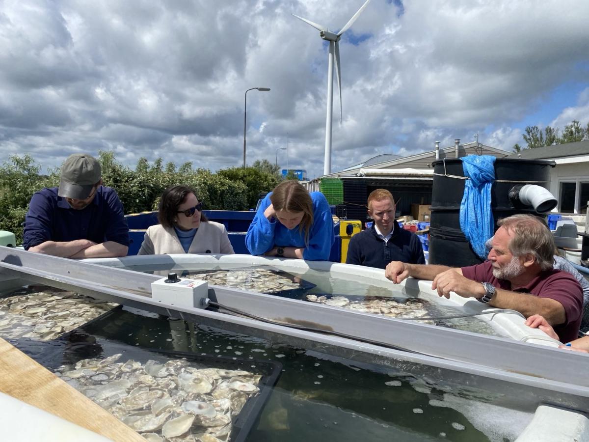 Nieuwe methode voor opschaling oesterriffen groot succes | ARK ...