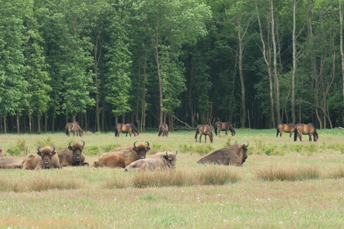 Tien jaar natuurlijke begrazing op De Maashorst | ARK Rewilding Nederland