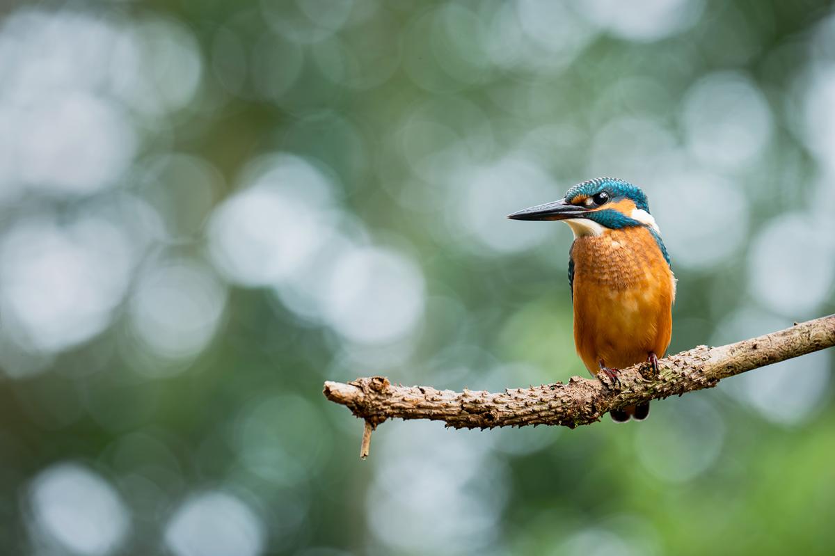 Vacature Lid Raad van Toezicht & auditcommissie | ARK Rewilding Nederland