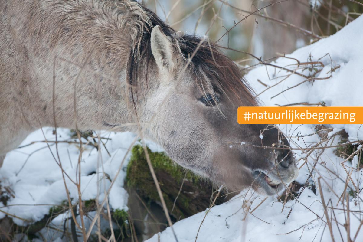 Hoe de winter door bos en ruigte (g)raast | ARK Rewilding Nederland