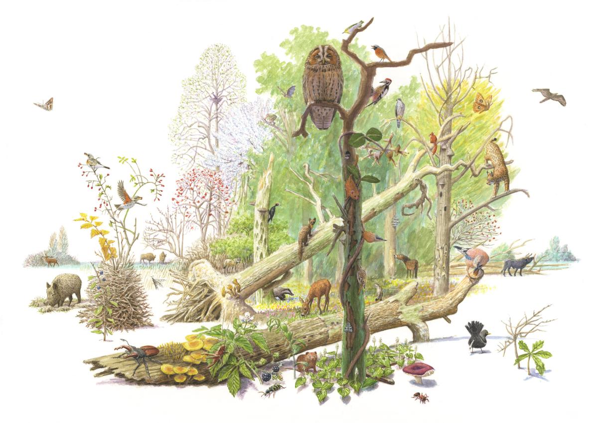 Meer ruimte voor natuurlijk bos | ARK Rewilding Nederland