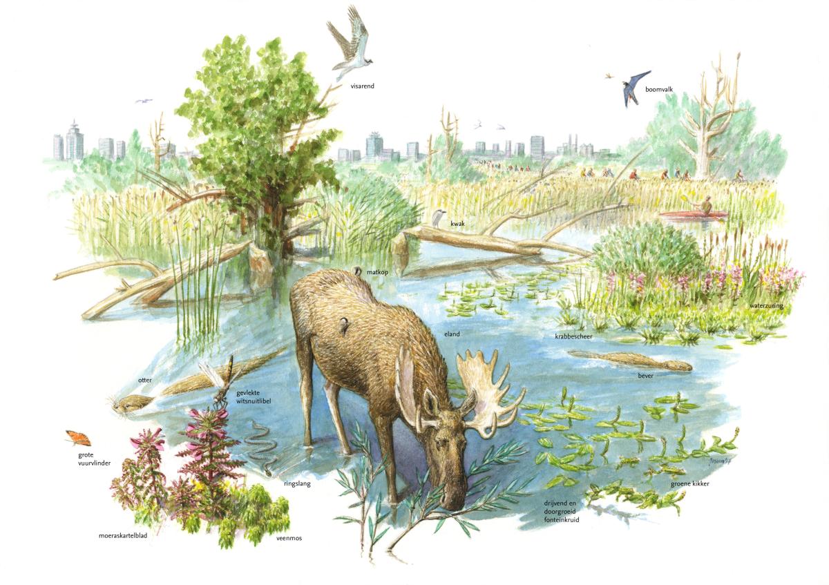 Noord-Holland | ARK Rewilding Nederland